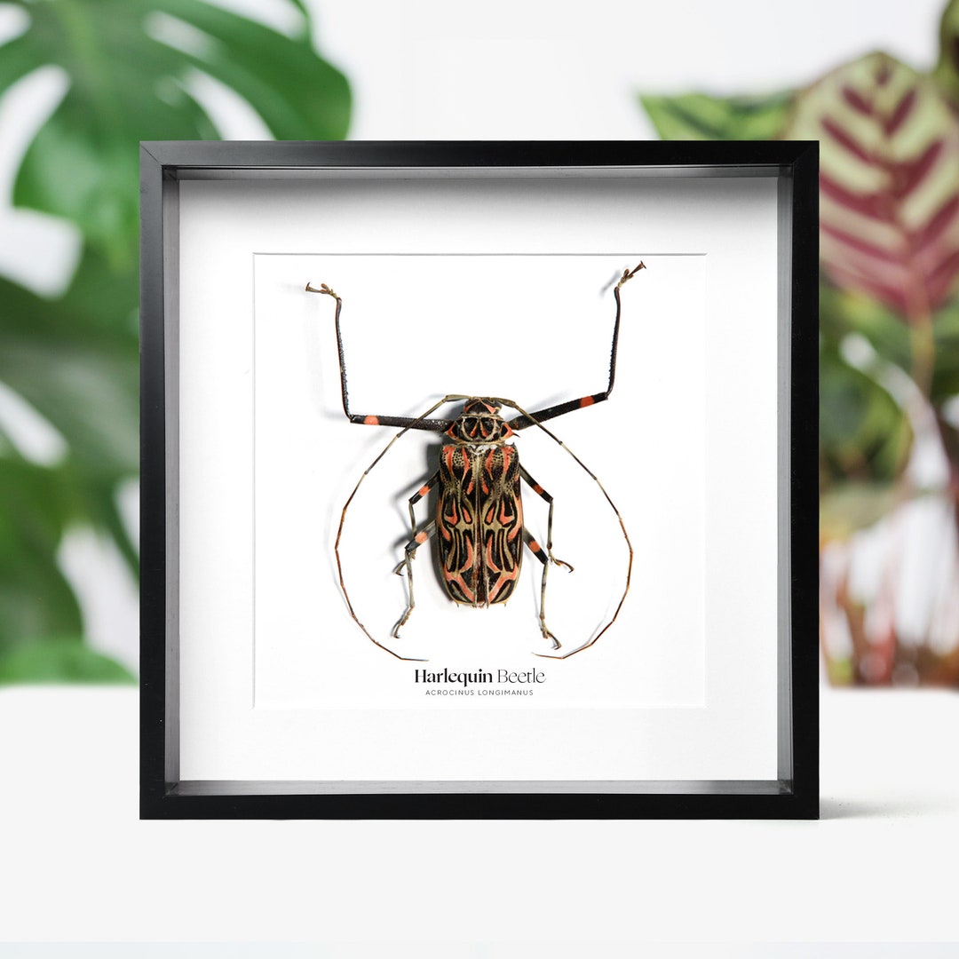 Harlequin Beetle Insect Bug Entomology Taxidermy Box Frame Interior ...