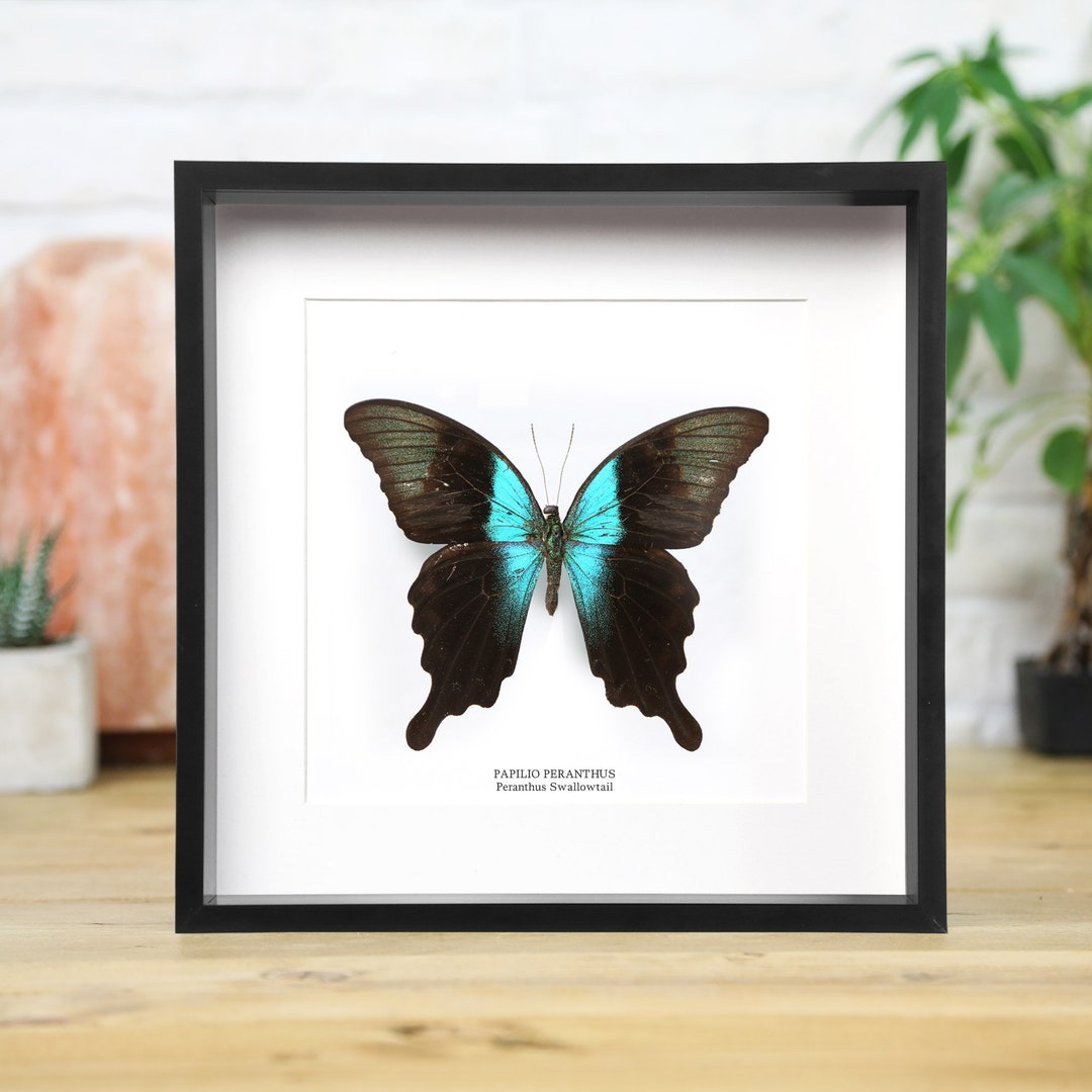 Peranthus Swallowtail Butterfly Box Frame / Entomology Taxidermy ...