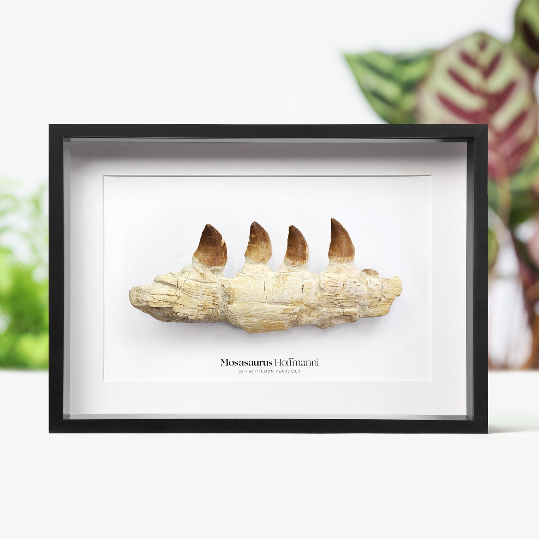 Mosasaurus Hoffmannii Jaw Real Authentic Jurassic Dinosaur Fossil ...