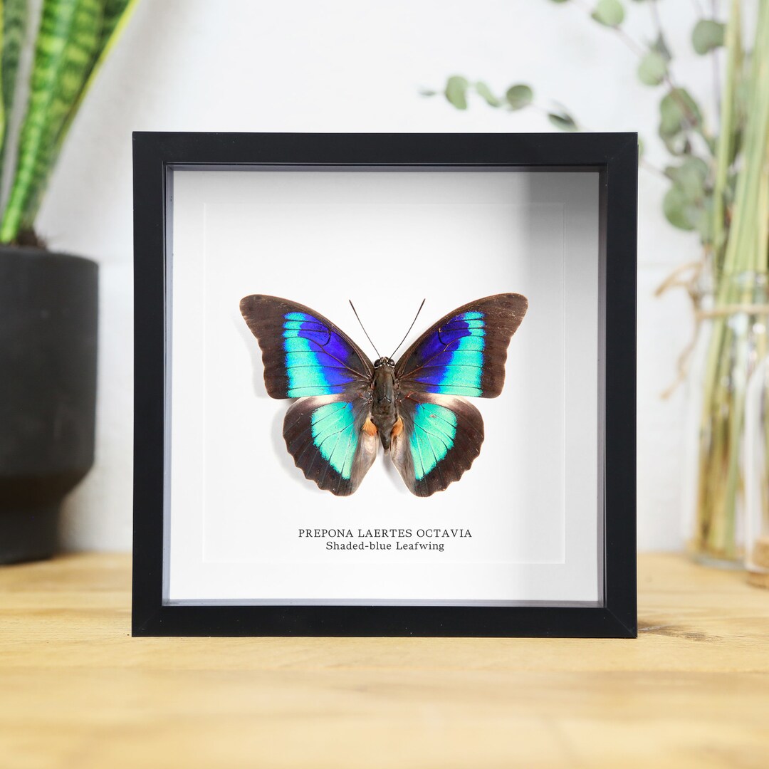 Framed Shaded-blue Leafwing Butterfly: Handcrafted Taxidermy Entomology ...