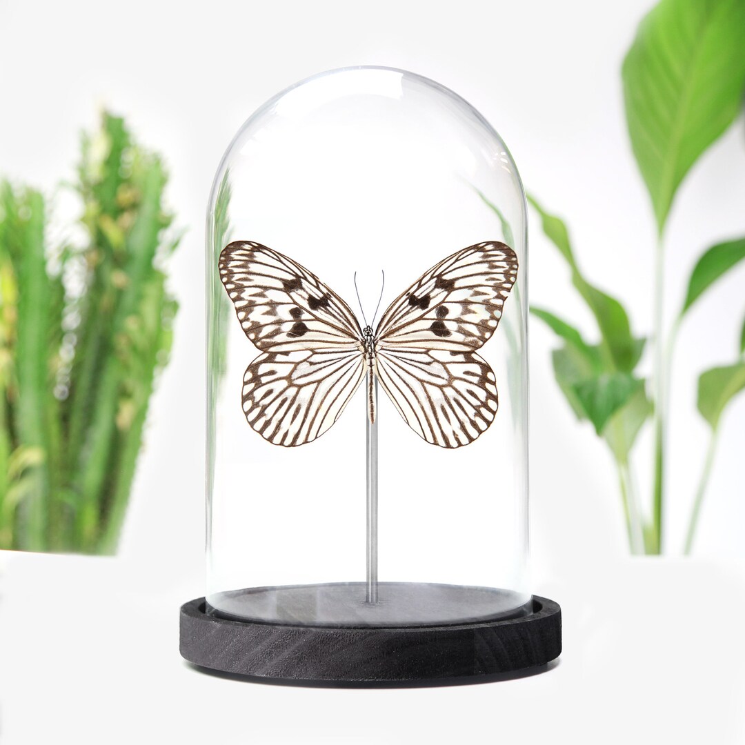 Paper Kite Butterfly Moth Insect Bug Entomology Taxidermy Bell Jar ...