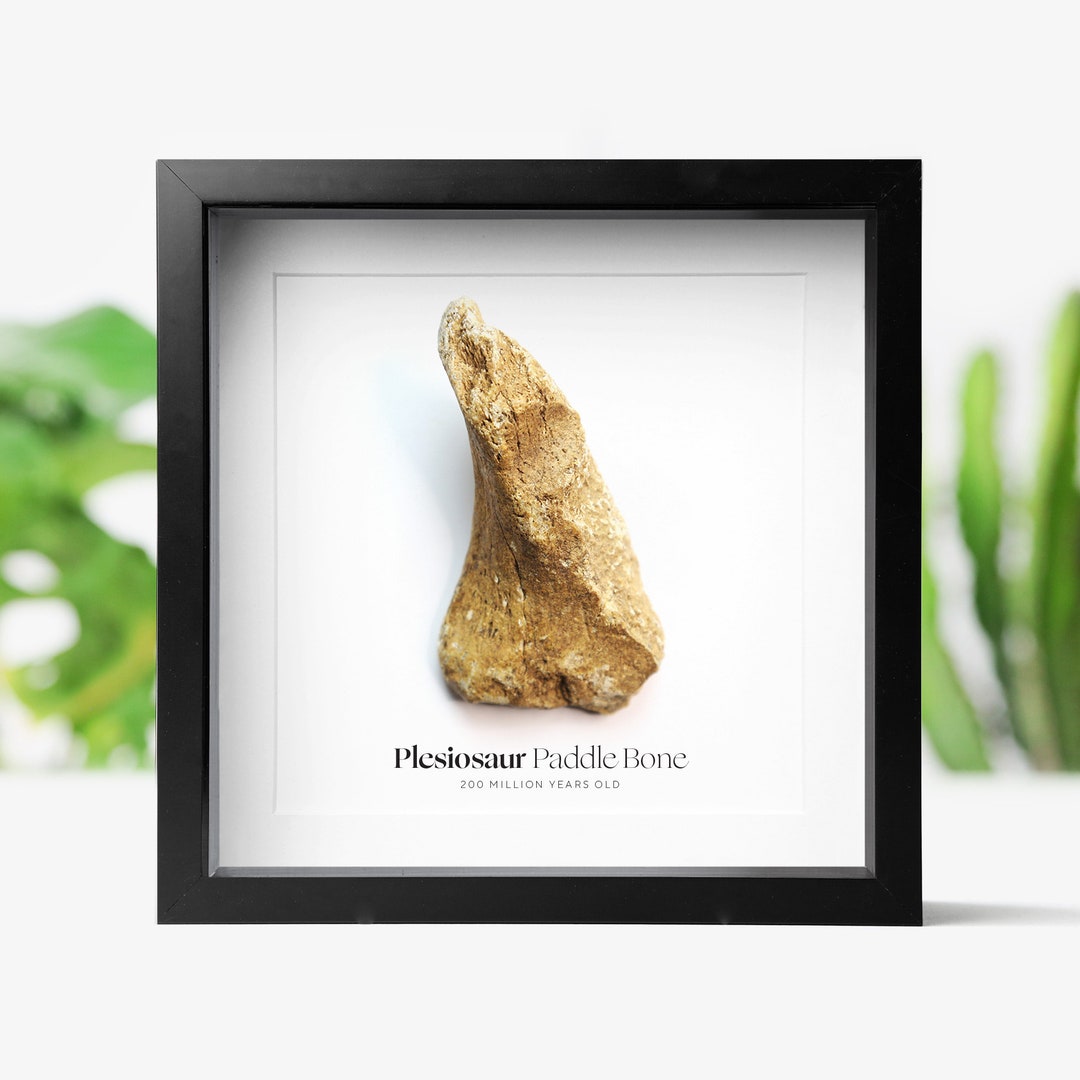 Plesiosaur Paddle Bone Real Authentic Prehistoric Jurassic Dinosaur ...