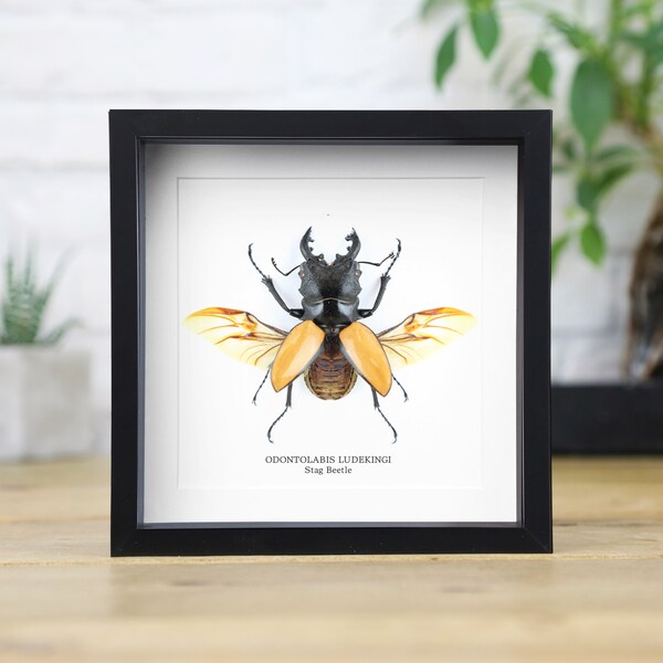 Entomology - Etsy