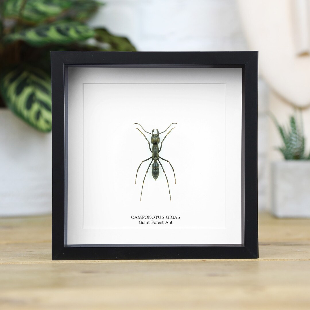 Giant Forest Ant Insect Bug Entomology Taxidermy Deep Box Frame ...