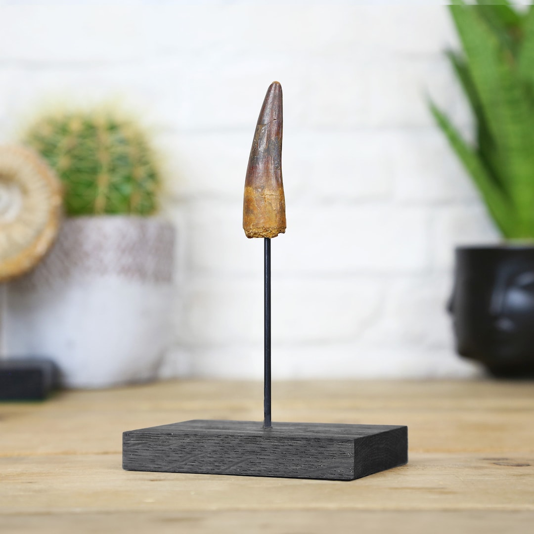 Spinosaurus Tooth Bespoke Solid Oak Stand / Real and Authentic Dinosaur ...