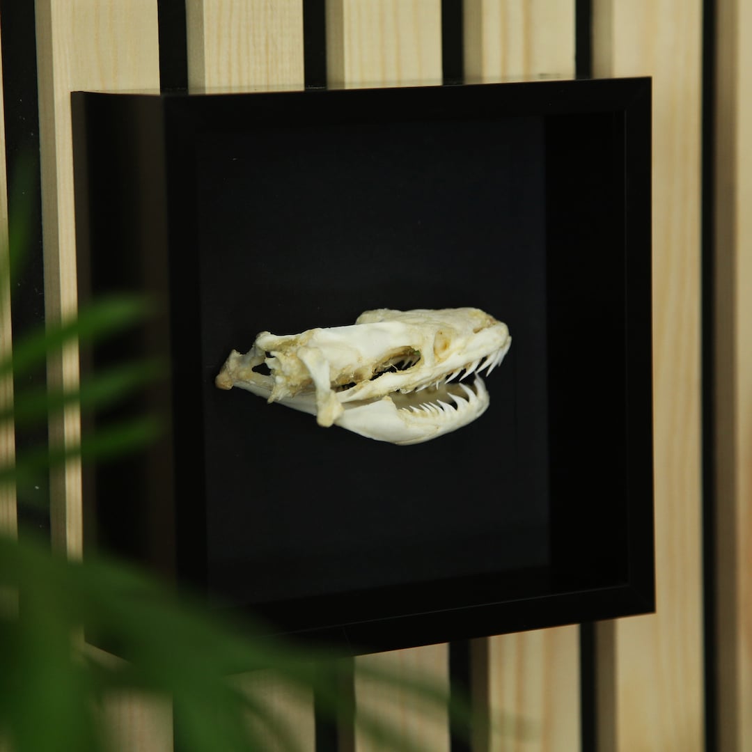 XL White-lipped Pit Viper Skull / Ethically Sourced / Handcrafted Art ...