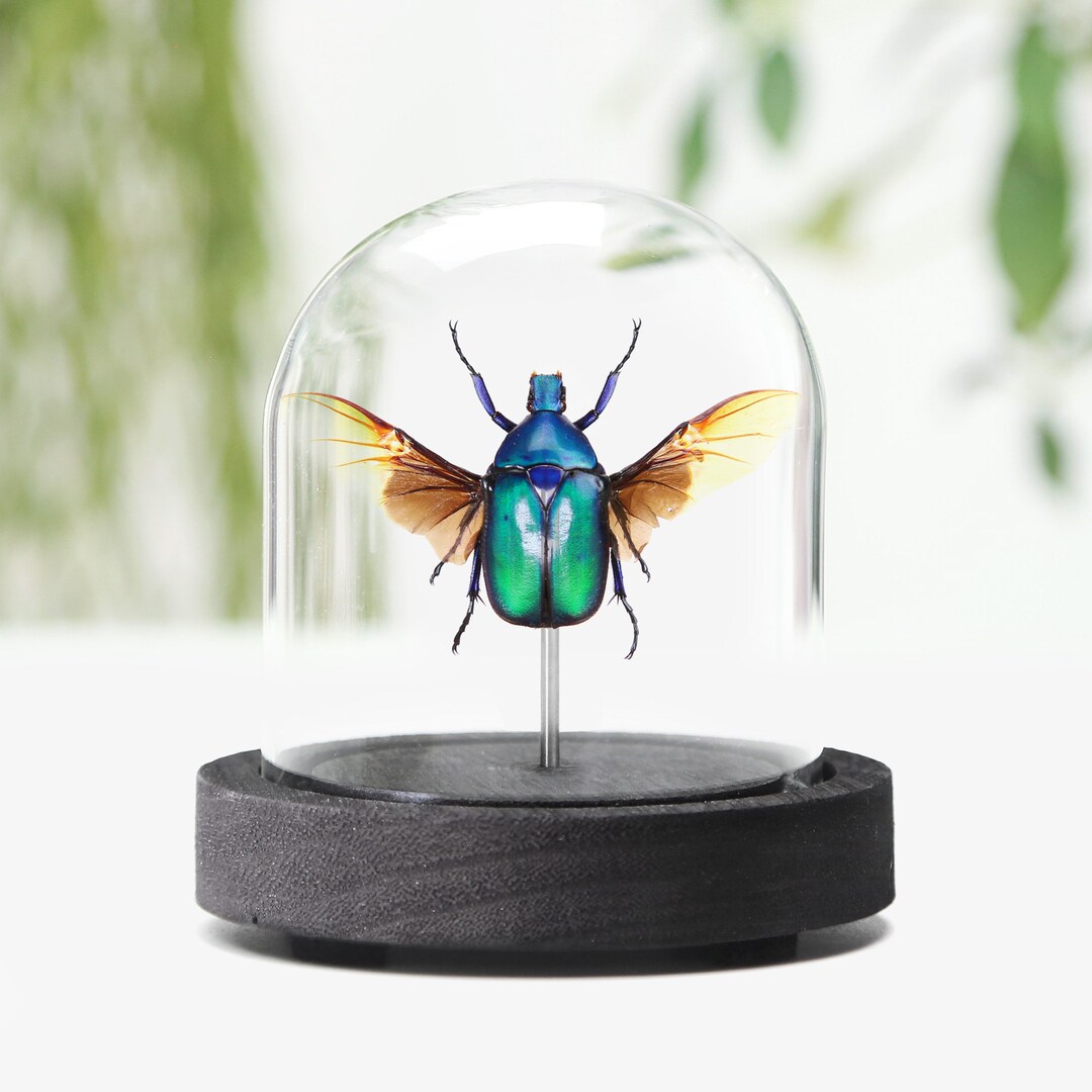 Flower Chafer Beetle Insect Bug Entomology Taxidermy Bell Jar Interior ...