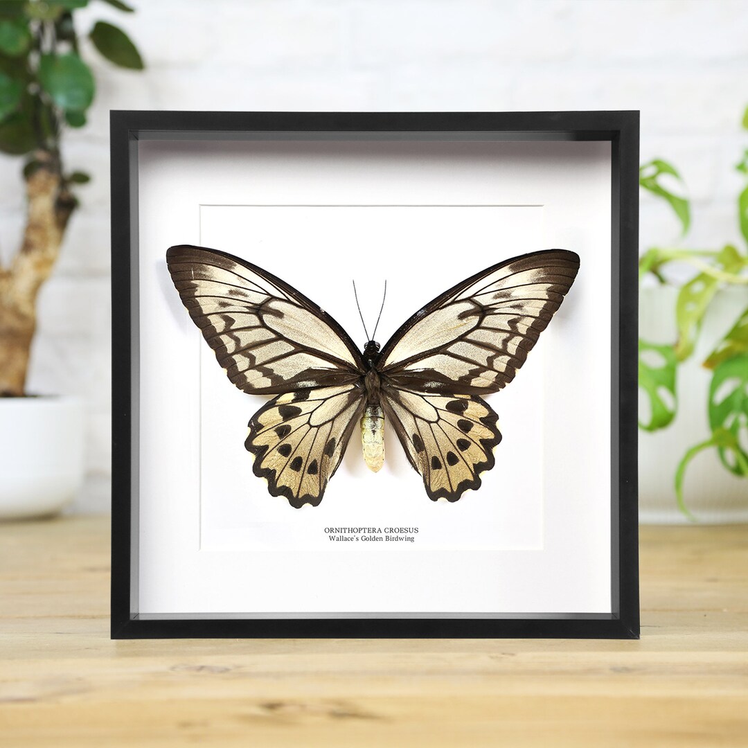 Wallace's Golden Birdwing ornithoptera Croesus Insect Handcrafted ...