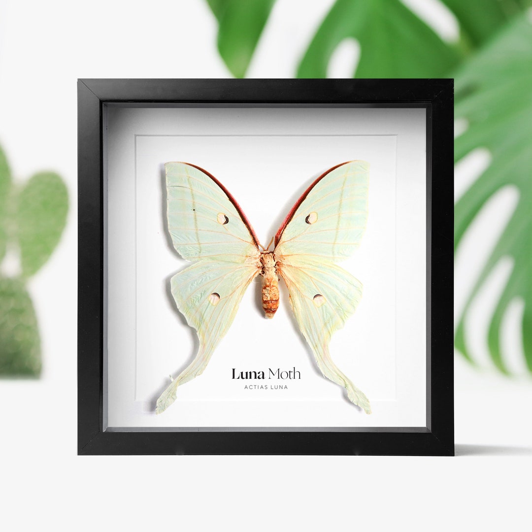 Luna Moth Butterfly Insect Bug Entomology Taxidermy Box Frame Interior ...