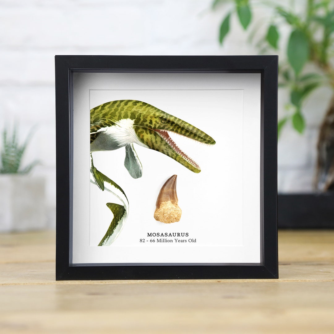 Mosasaurus Tooth & Watercolour Illustration Box Frame Real Authentic ...
