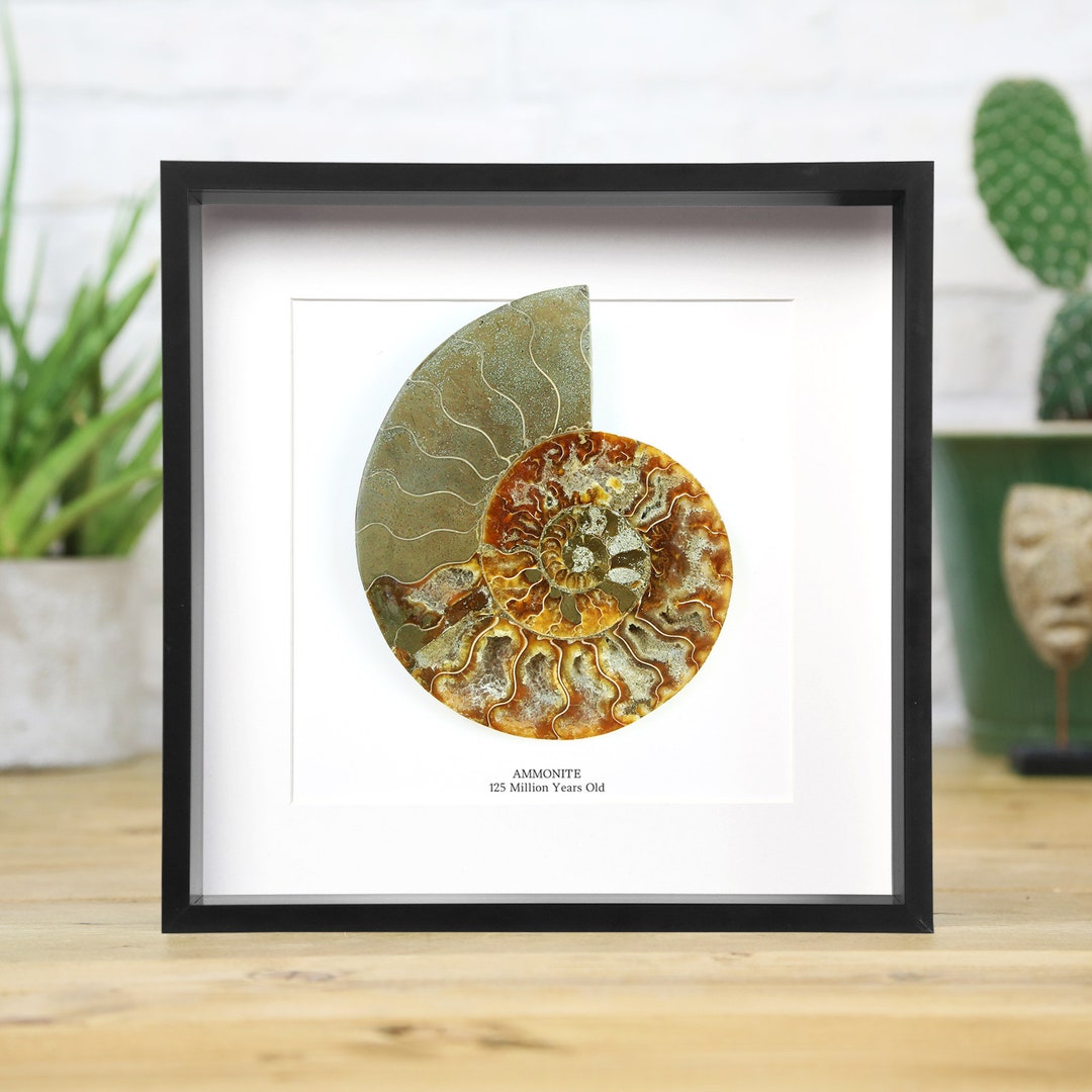 XL Madagascan Ammonite Real Authentic Prehistoric Jurassic Dinosaur ...