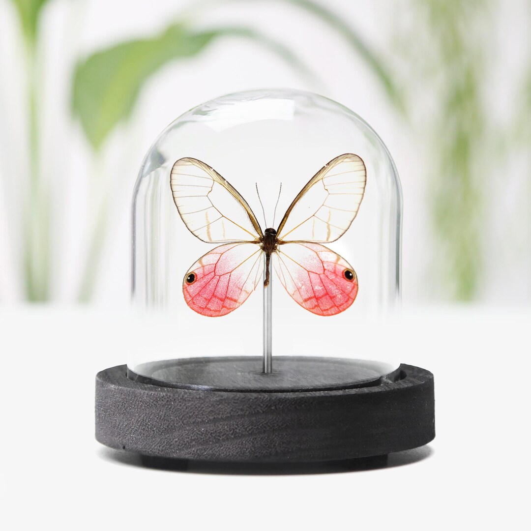 Blushing Phantom Butterfly Moth Insect Bug Entomology Taxidermy Glass ...
