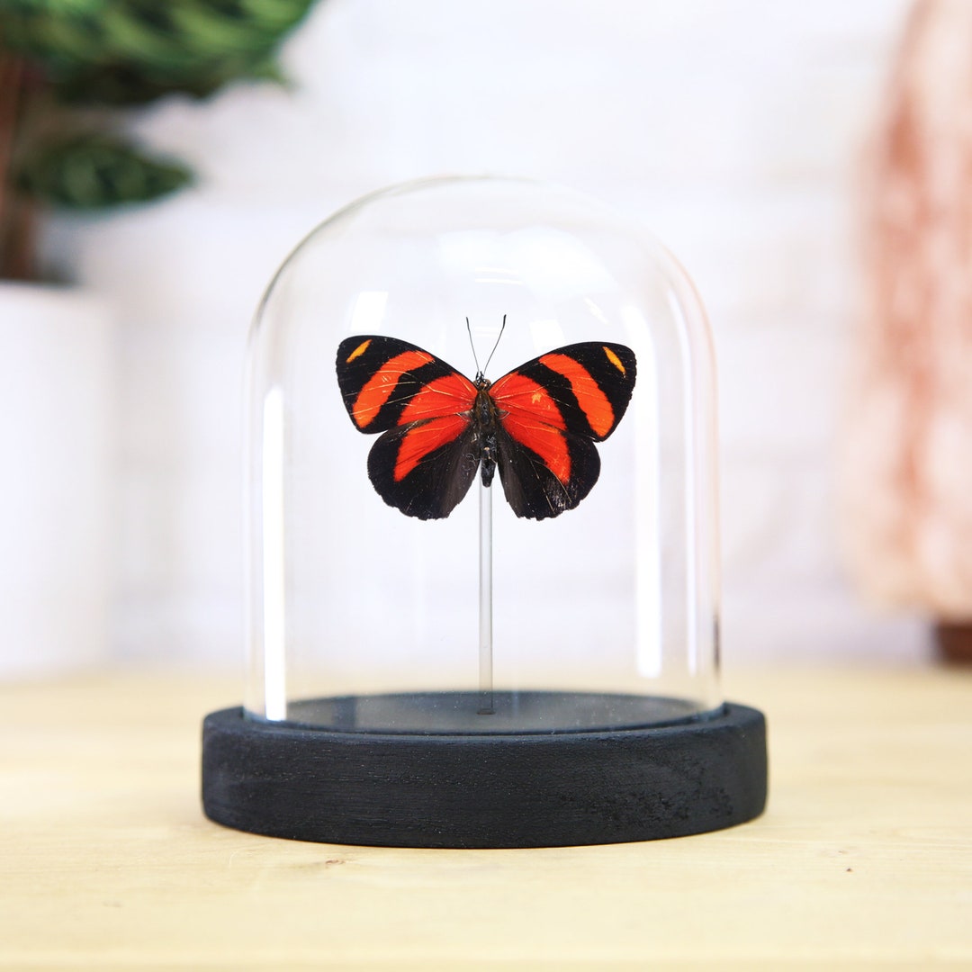 Orange 88 Butterfly Bell Jar / Entomology Taxidermy Insect Bug Moth ...