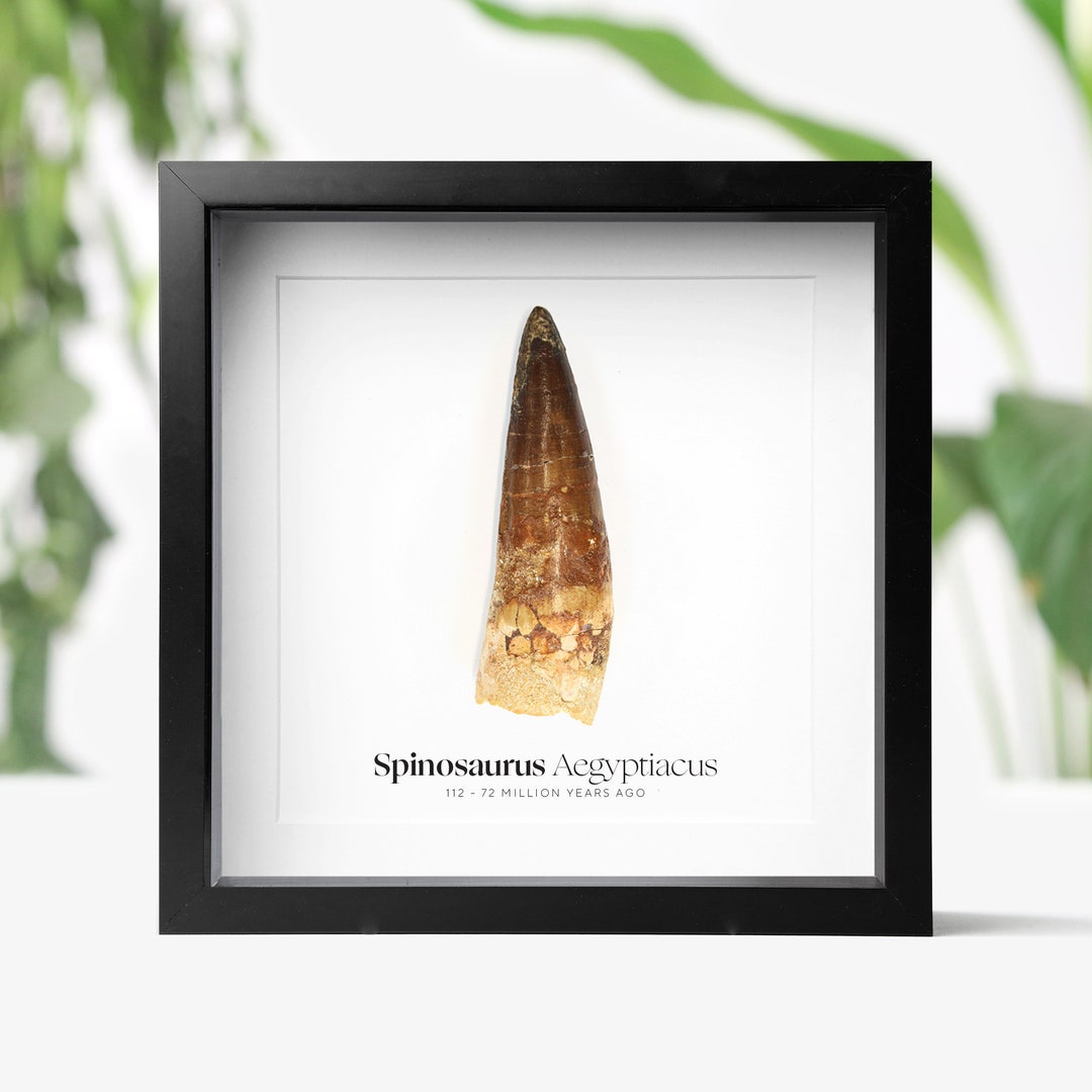 Spinosaurus Extra Large Tooth Real Authentic Prehistoric Jurassic ...