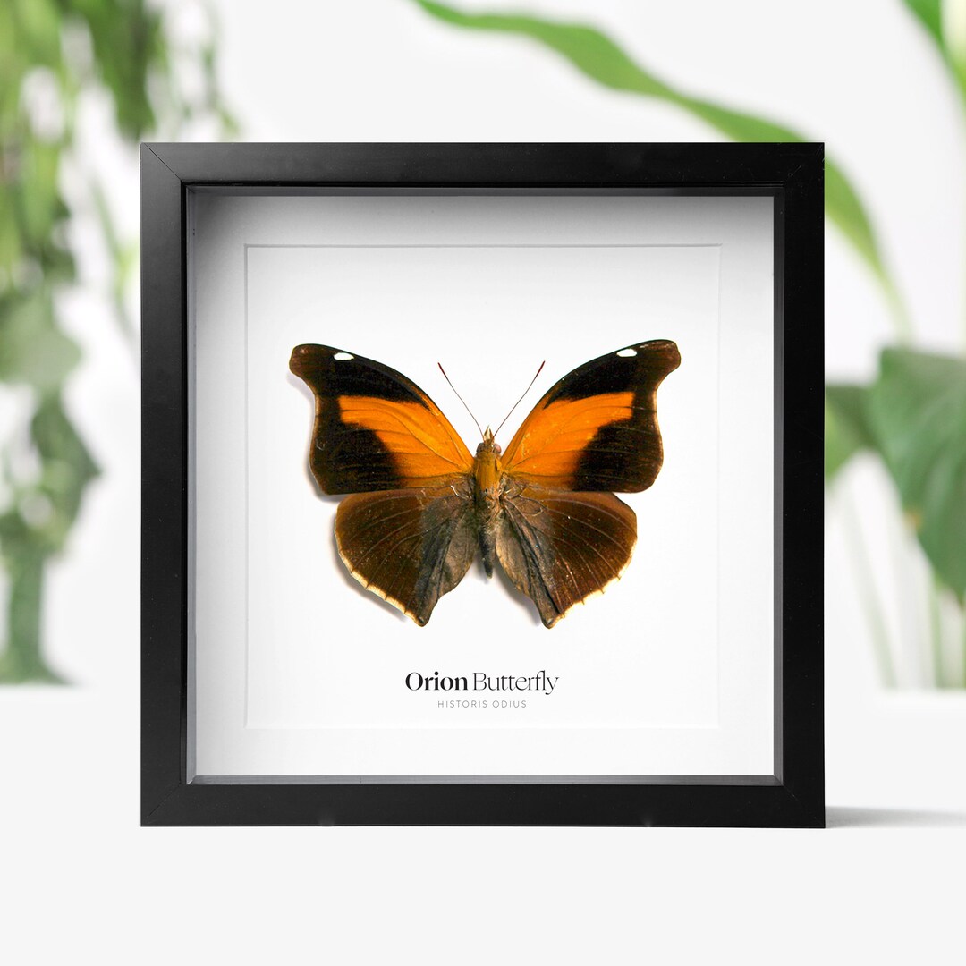 Orion Butterfly Moth Insect Bug Entomology Taxidermy Box Frame Interior ...
