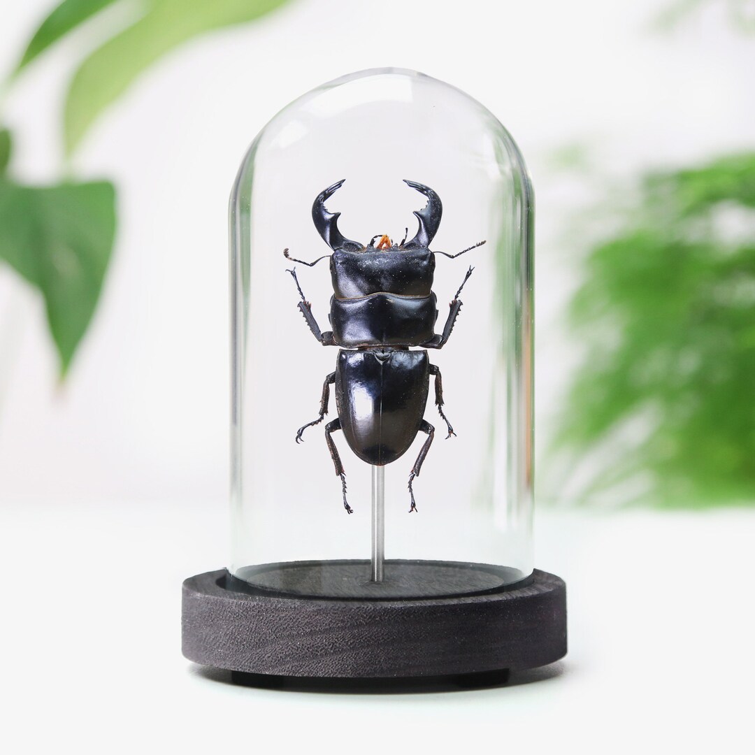 Titan Stag Beetle Insect Bug Entomology Taxidermy Bell Jar Interior ...