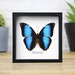 Luna Moth actias Luna Handcrafted Entomology Frame / Taxidermy Moth ...