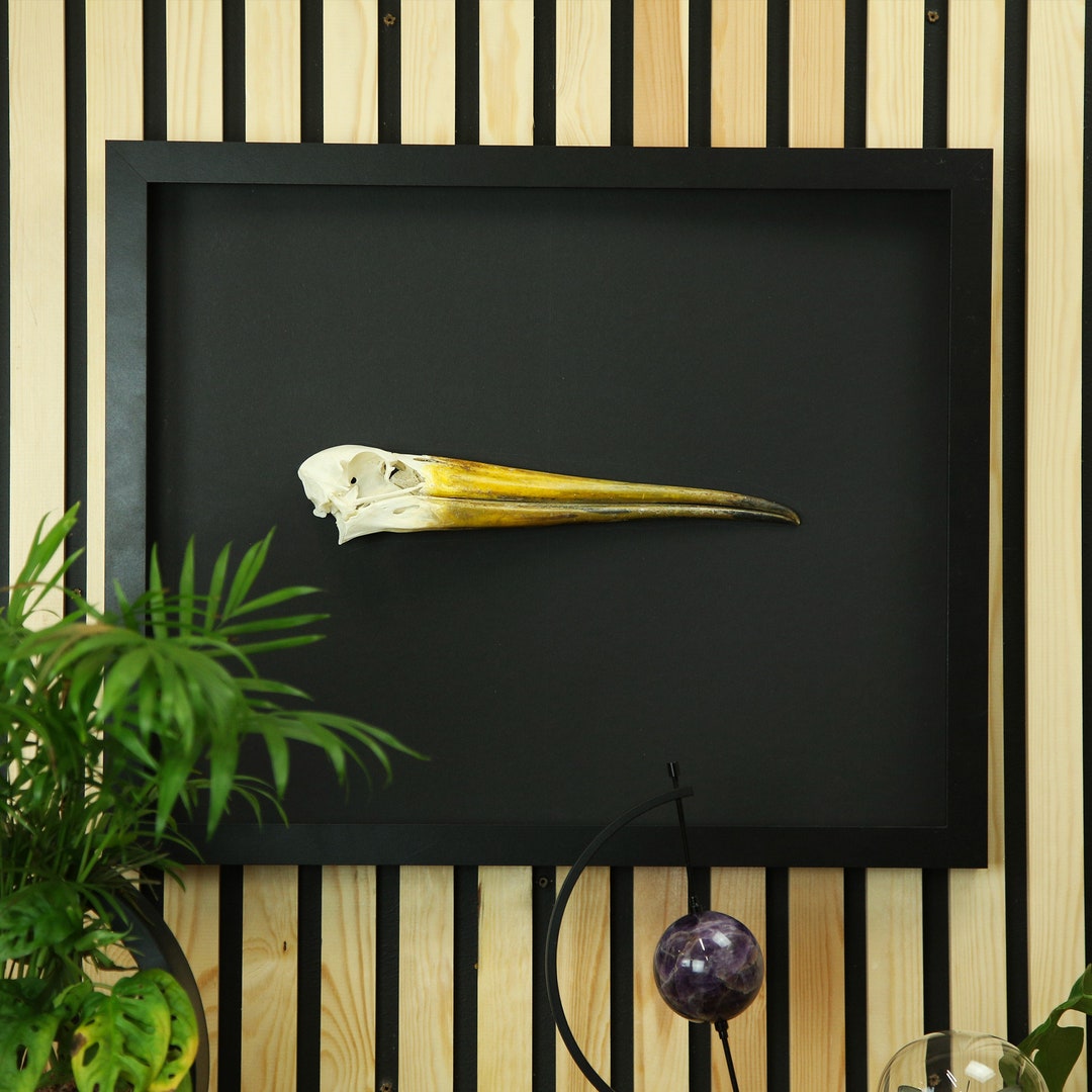 Yellow Billed Stork Skull Frame / Ethically Sourced / Handcrafted Art ...