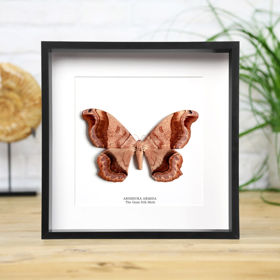 Giant Silk Moth arsenura Armida Handcrafted Entomology Frame ...