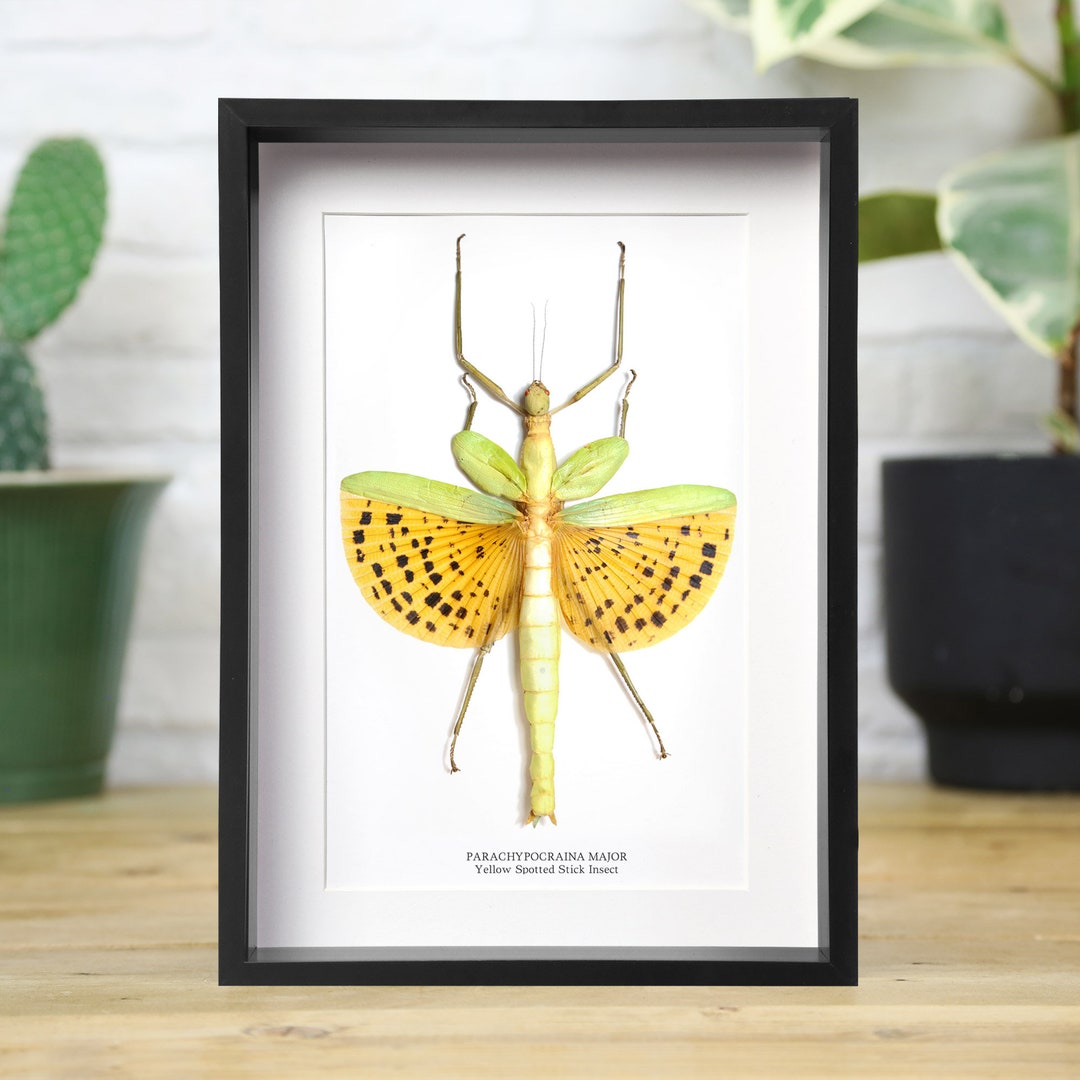 Yellow Spotted Stick Insect Box Frame Entomology Taxidermy Insects Bug ...