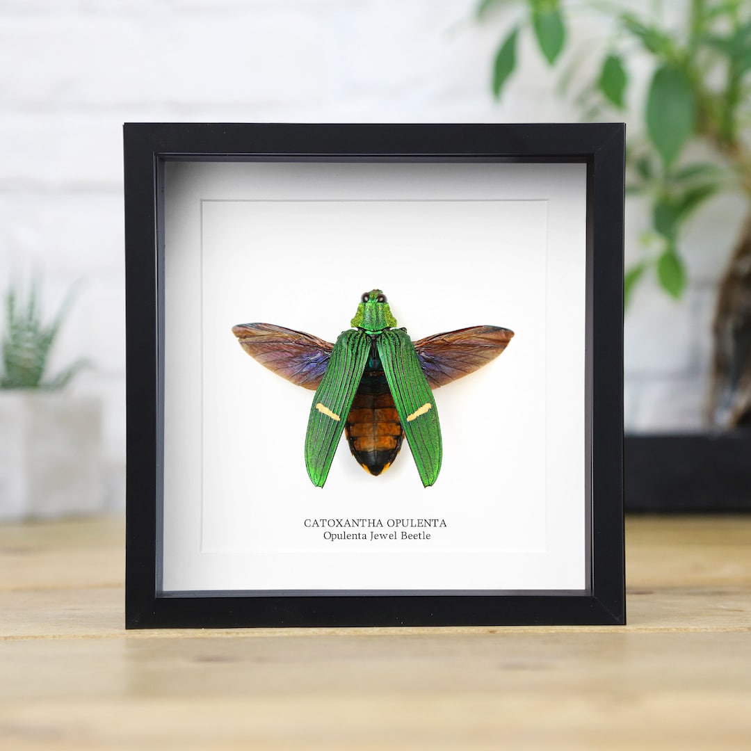 Opulenta Jewel Beetle Box Frame / Entomology Taxidermy Insects Bug Moth ...