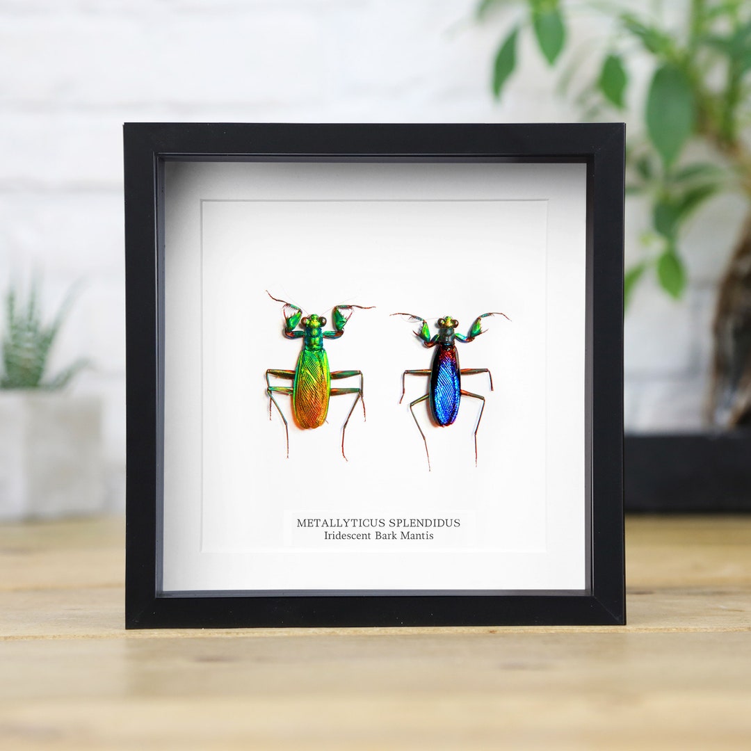 Iridescent Bark Mantis metallyticus Splendidus Handcrafted Entomology ...