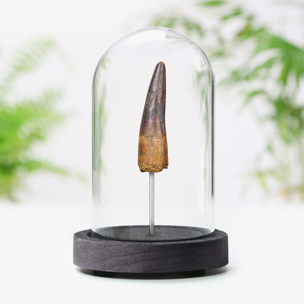 Dinosaurs Tooth Fossil - Etsy UK