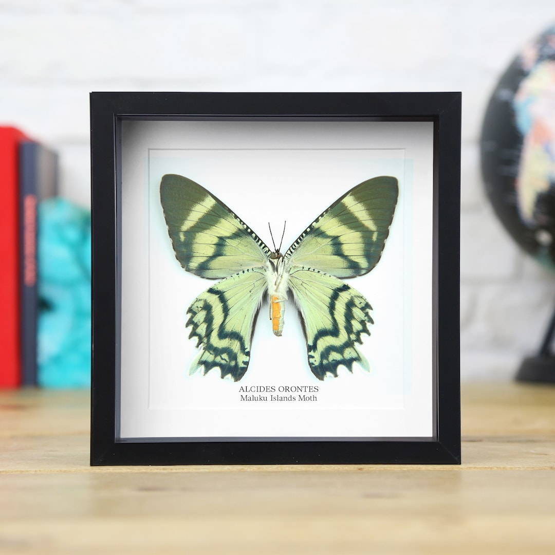 Maluku Islands Moth Butterfly Box Frame Entomology Taxidermy Insects ...