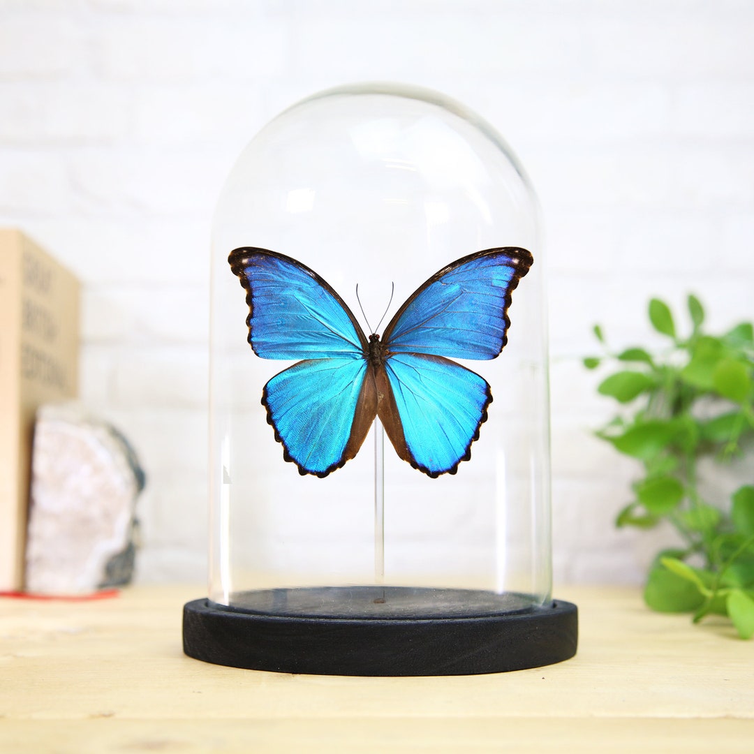 Giant Blue Morpho Butterfly Bell Jar / Entomology Taxidermy Insect Bug ...
