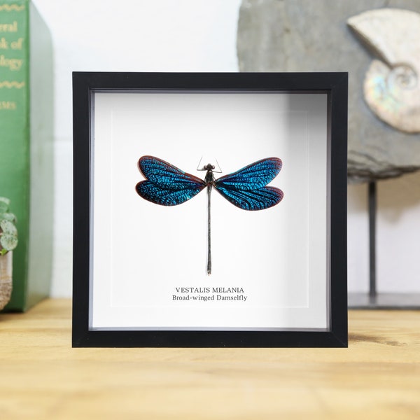 Taxidermy Frame - Etsy