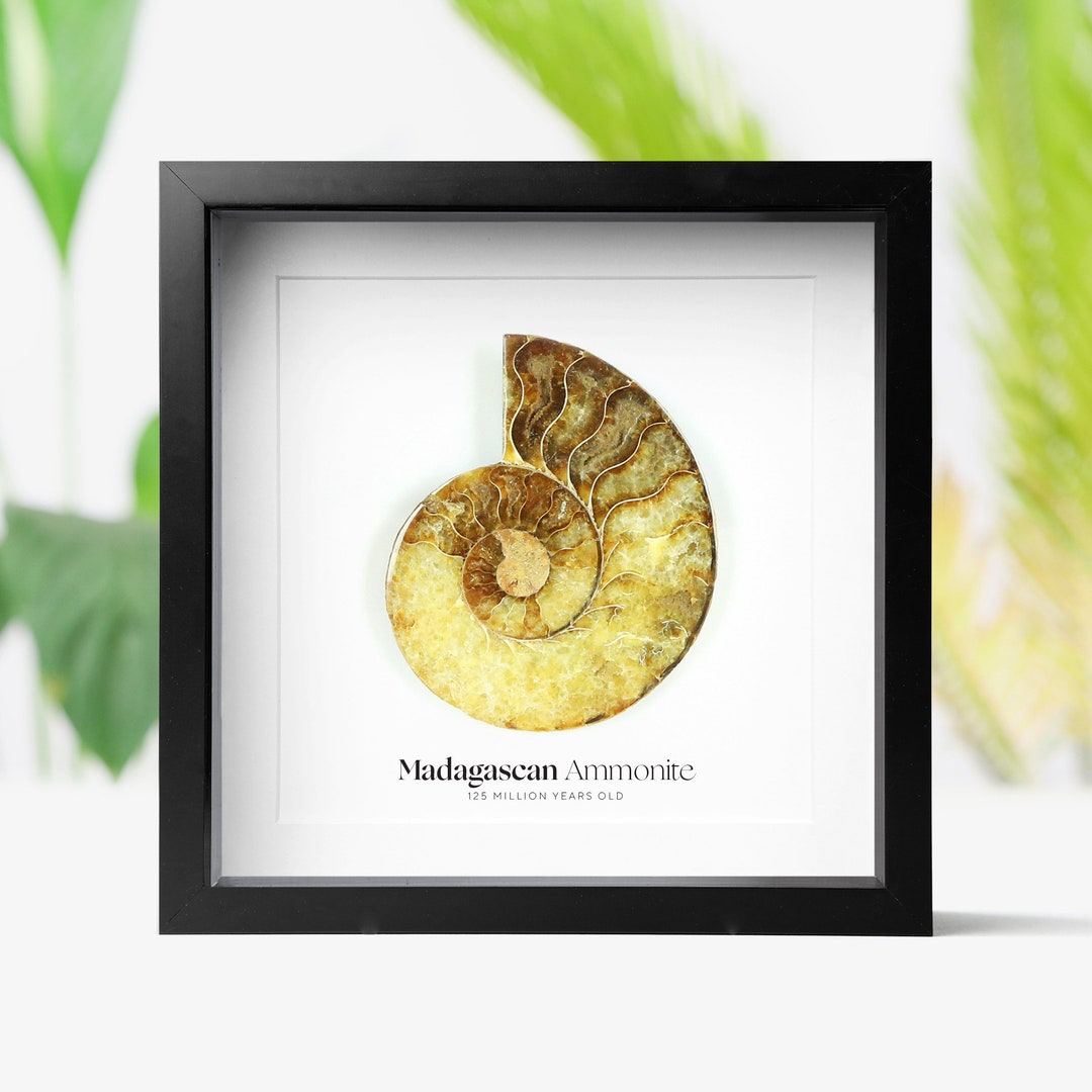 Madagascan Ammonite Real Authentic Prehistoric Jurassic Dinosaur Fossil ...