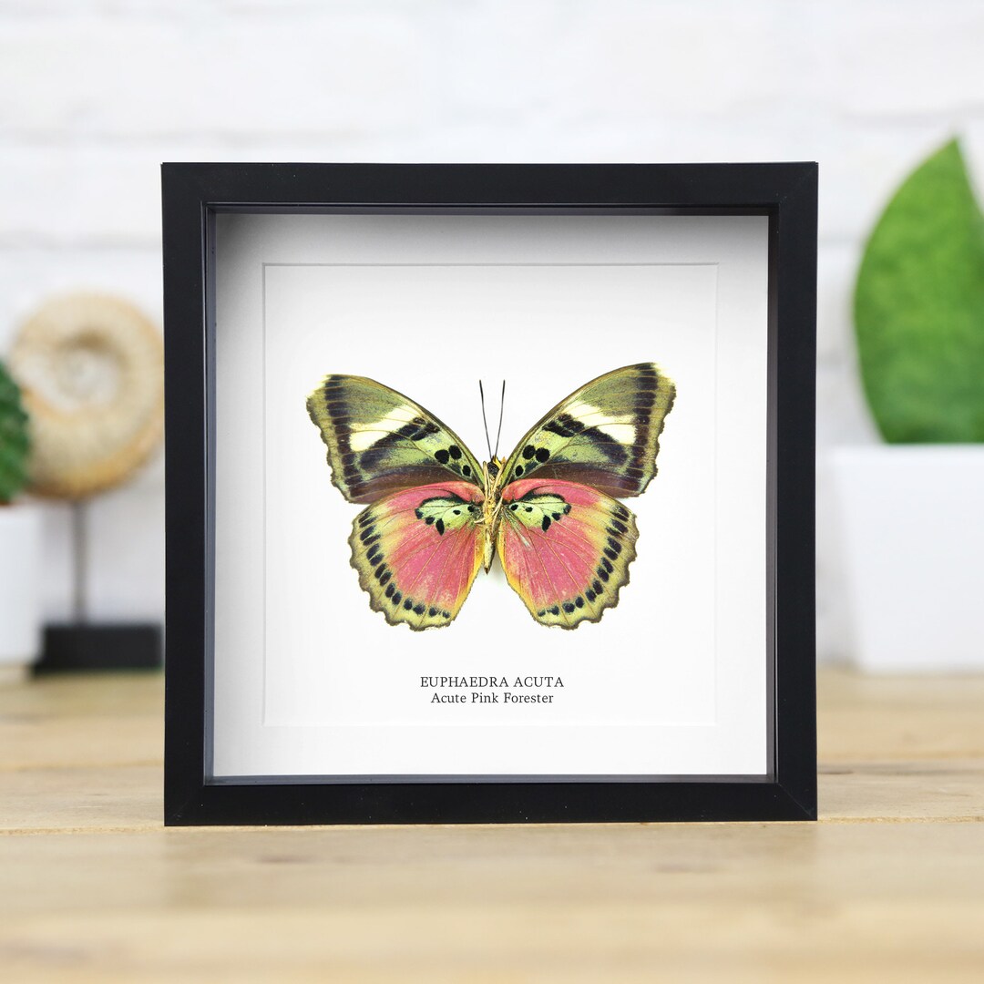 Acute Pink Forester Butterfly Box Frame / Entomology Taxidermy Insects ...