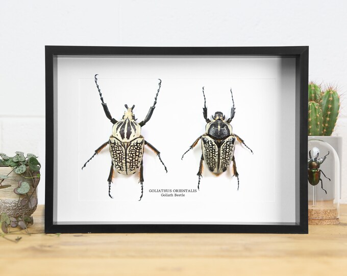 Real Lavender Butterfly Framed Taxidermy Moduza Lymire - Etsy