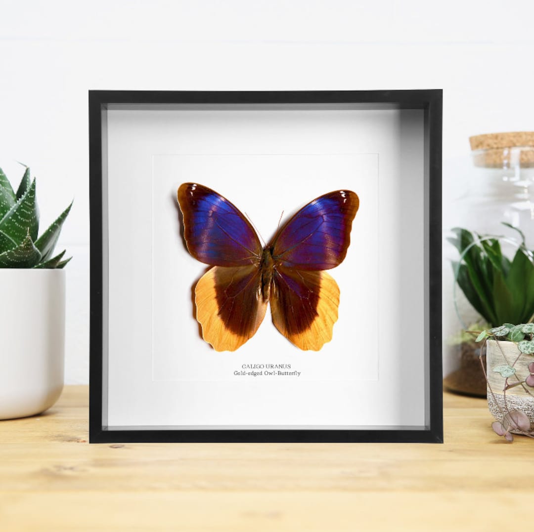 Gold Edged Owl Butterfly caligo Uranus Handcrafted Entomology Frame ...