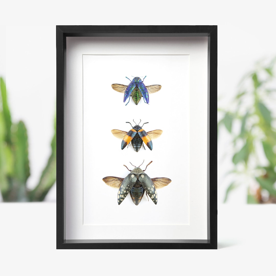 Jewel Beetle Collection Insect Bugs Entomology Taxidermy Box Frame ...