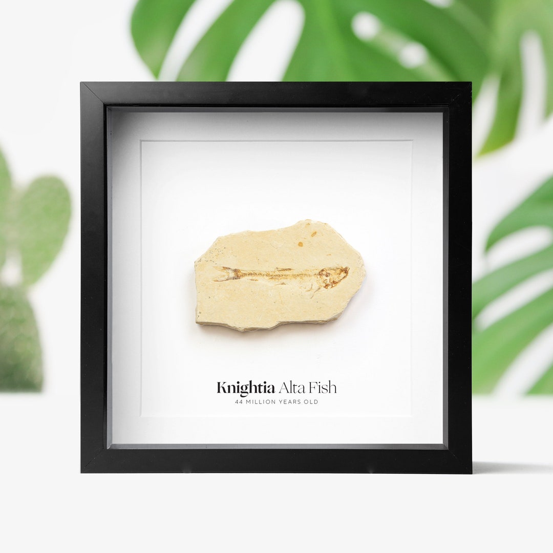 Knightia Alta Fish Real Authentic Jurassic Dinosaur Fossil Museum ...
