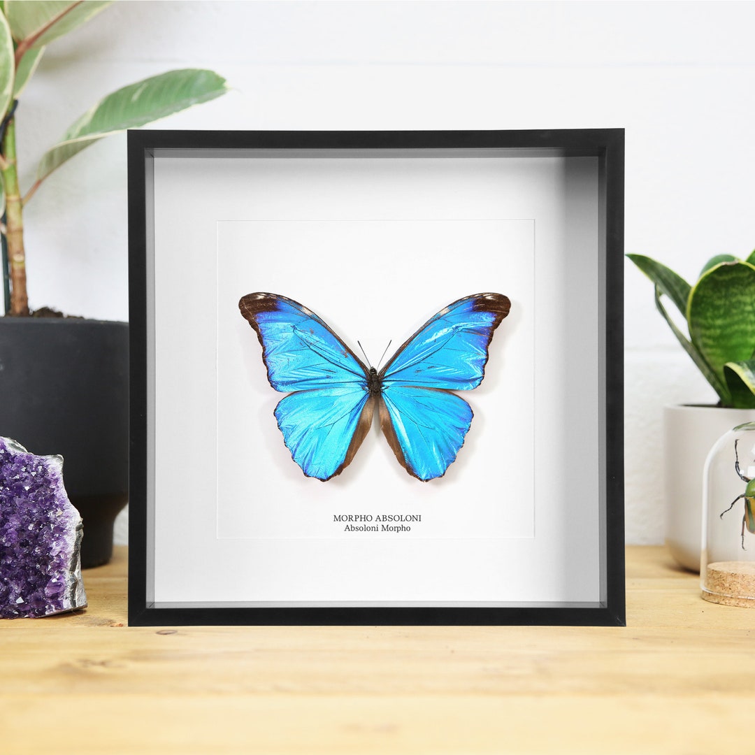 Absoloni Morpho morpho Absoloni Handcrafted Entomology Frame - Etsy UK