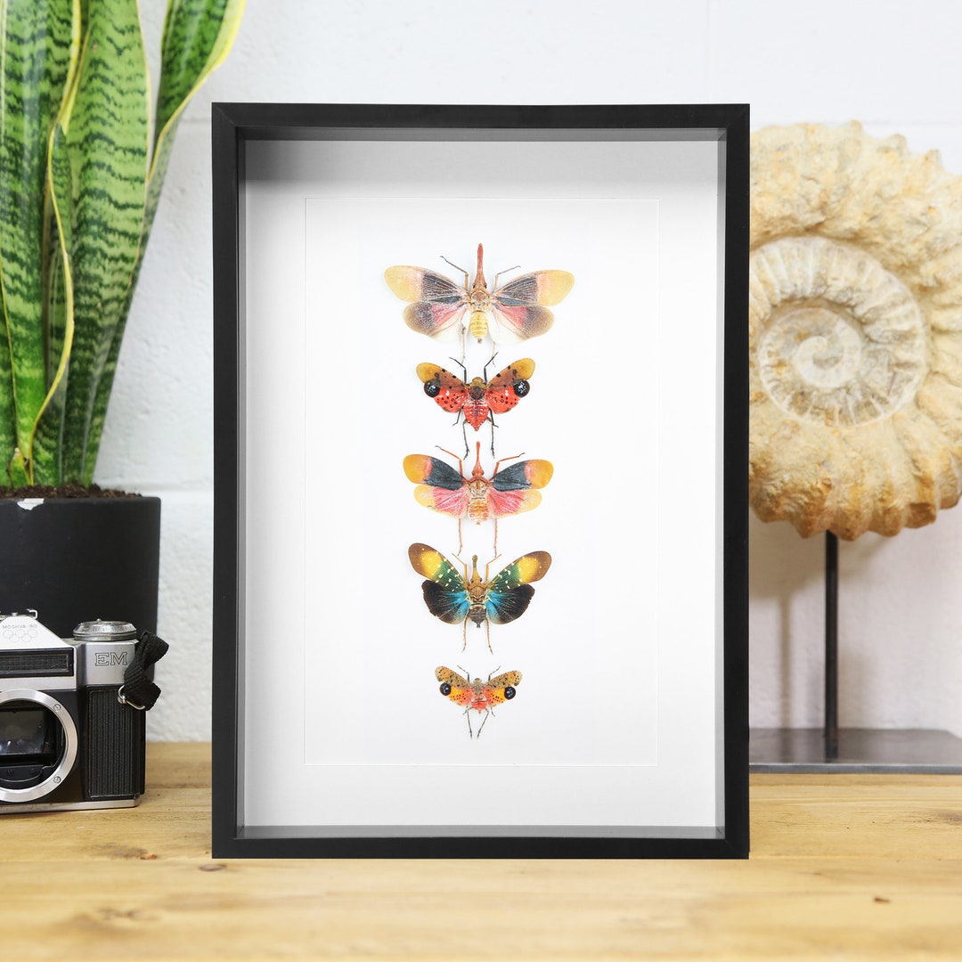 Lanternfly Collection Handcrafted Entomology Frame / Taxidermy Moth ...