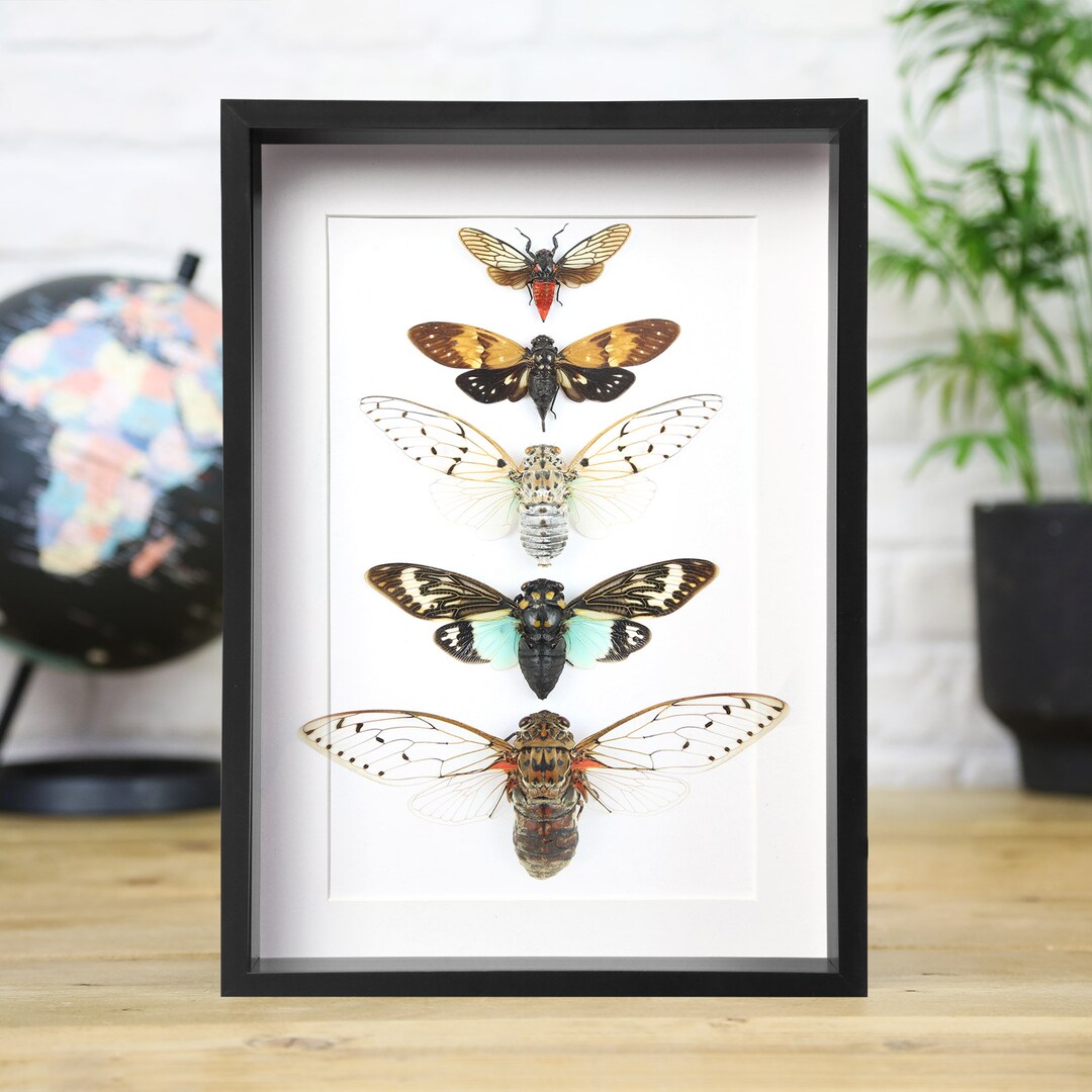 Cicada Collection Handcrafted Entomology Frame / Taxidermy Moth ...