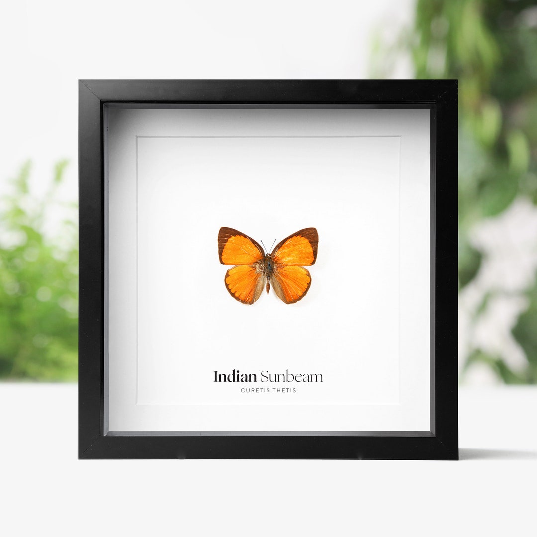 Indian Sunbeam Butterfly Moth Insect Bug Entomology Taxidermy Box Frame ...