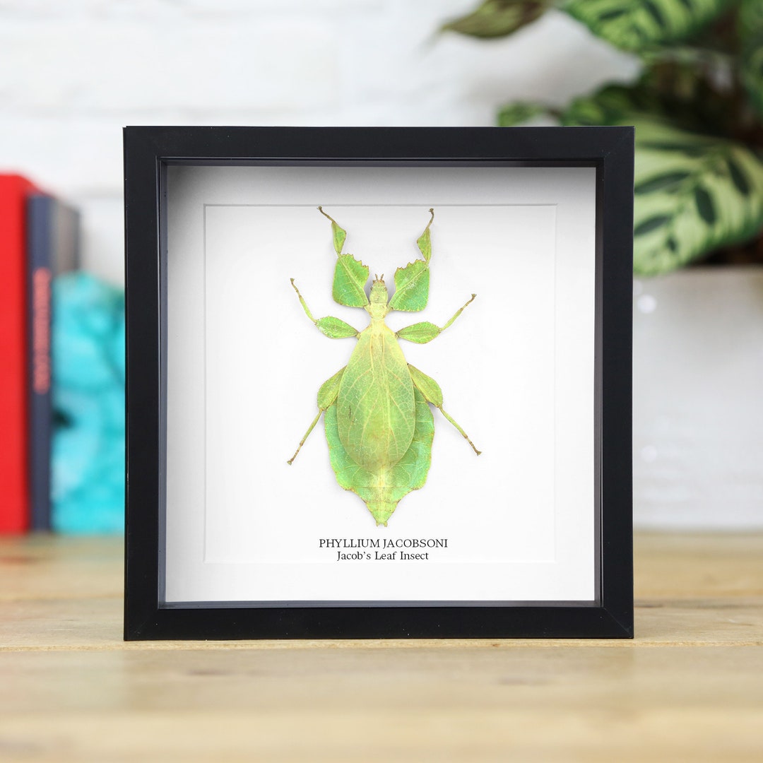 Jacobsoni Leaf Insect Specimen: Entomology Box Frame Wall Art - Etsy UK