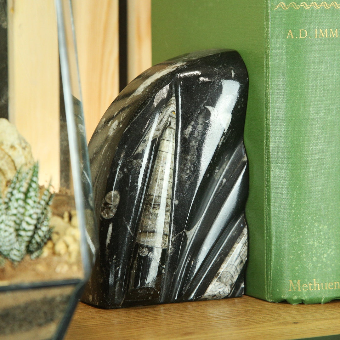 Black Marble & Belemnite Bookends Dinosaur Fossils Museum Quality ...