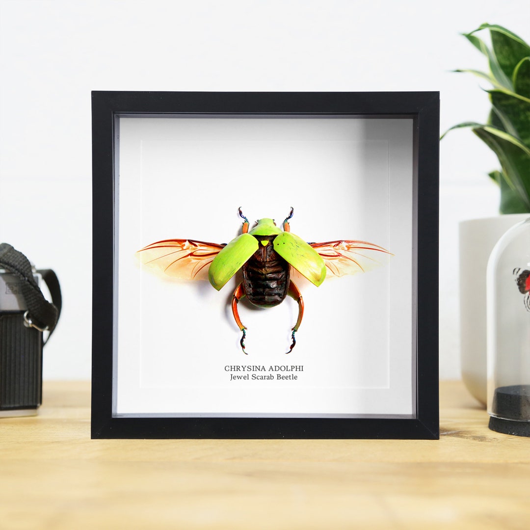 Jewel Scarab Beetle Box Frame Entomology Taxidermy Insects Bug Moth ...