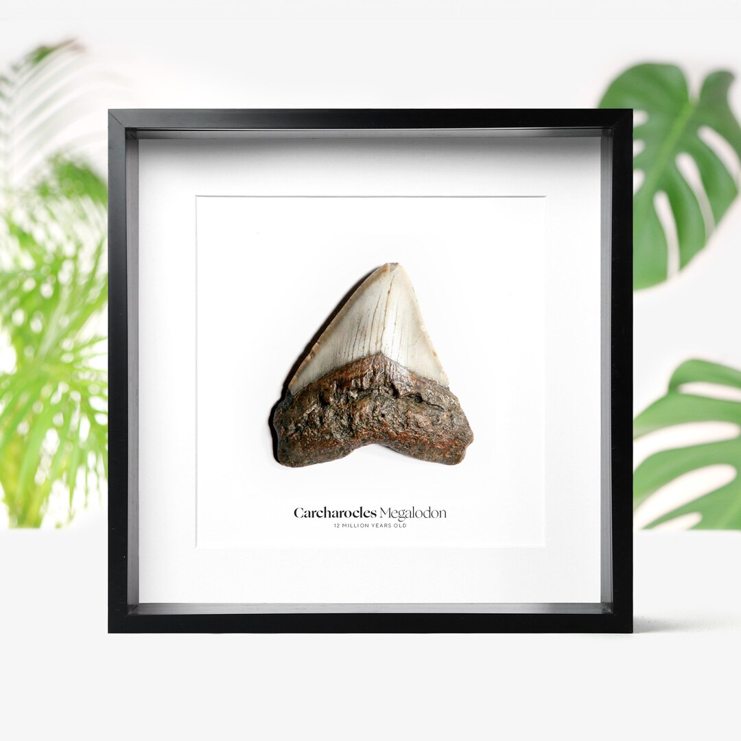 Carcharocles Megalodon Tooth Real Authentic Jurassic Dinosaur Fossil ...