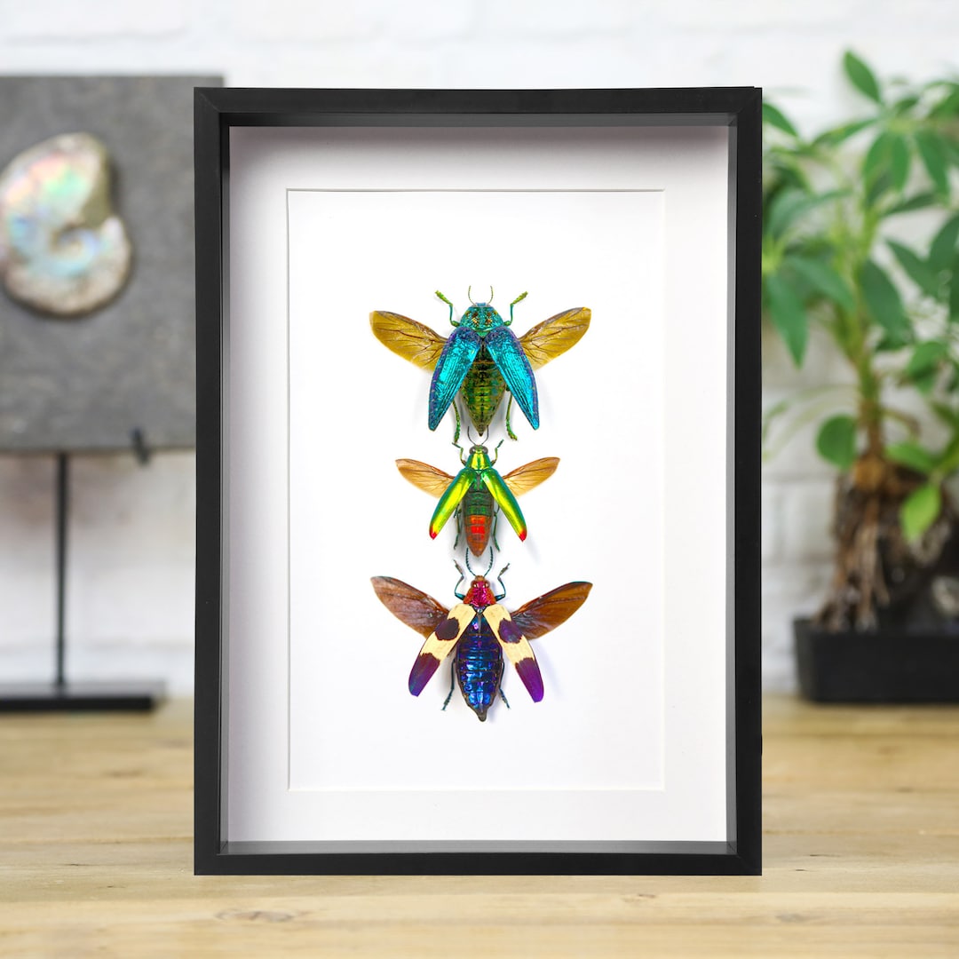 Jewel Beetle Collection Box Frame Entomology Taxidermy Insects Bug ...