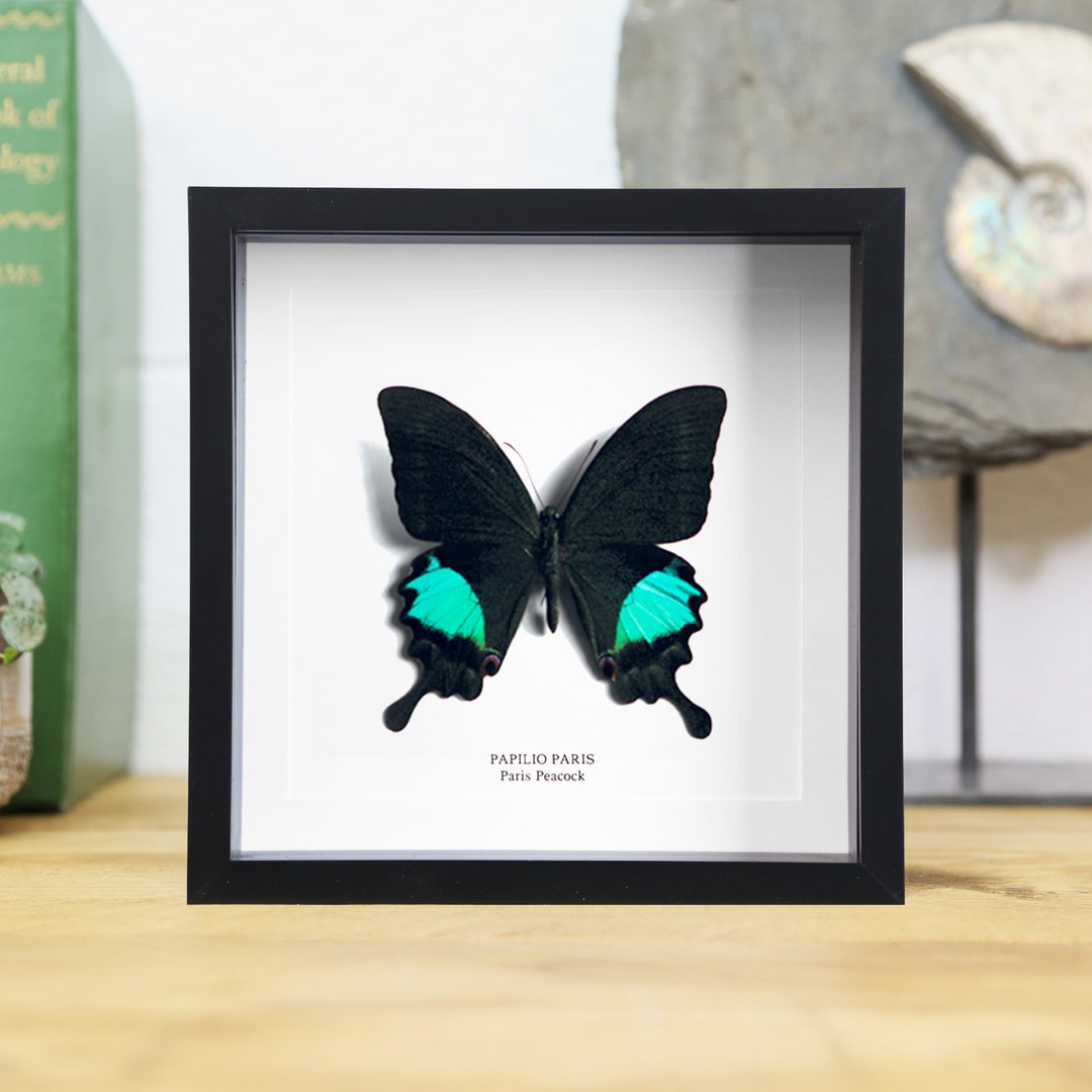 Paris Peacock Insect Bug Moth Butterfly Box Frame Entomology Taxidermy ...