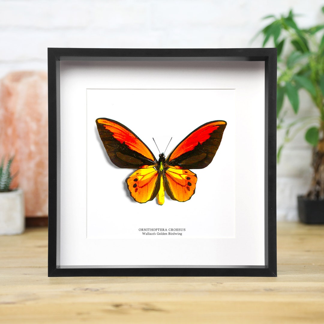 Wallace's Golden Birdwing Male ornithoptera Croesus / Insect ...