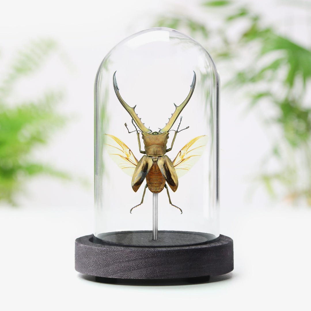 Indonesian Stag Beetle Bell Jar Entomology Taxidermy Insect Bug Moth ...
