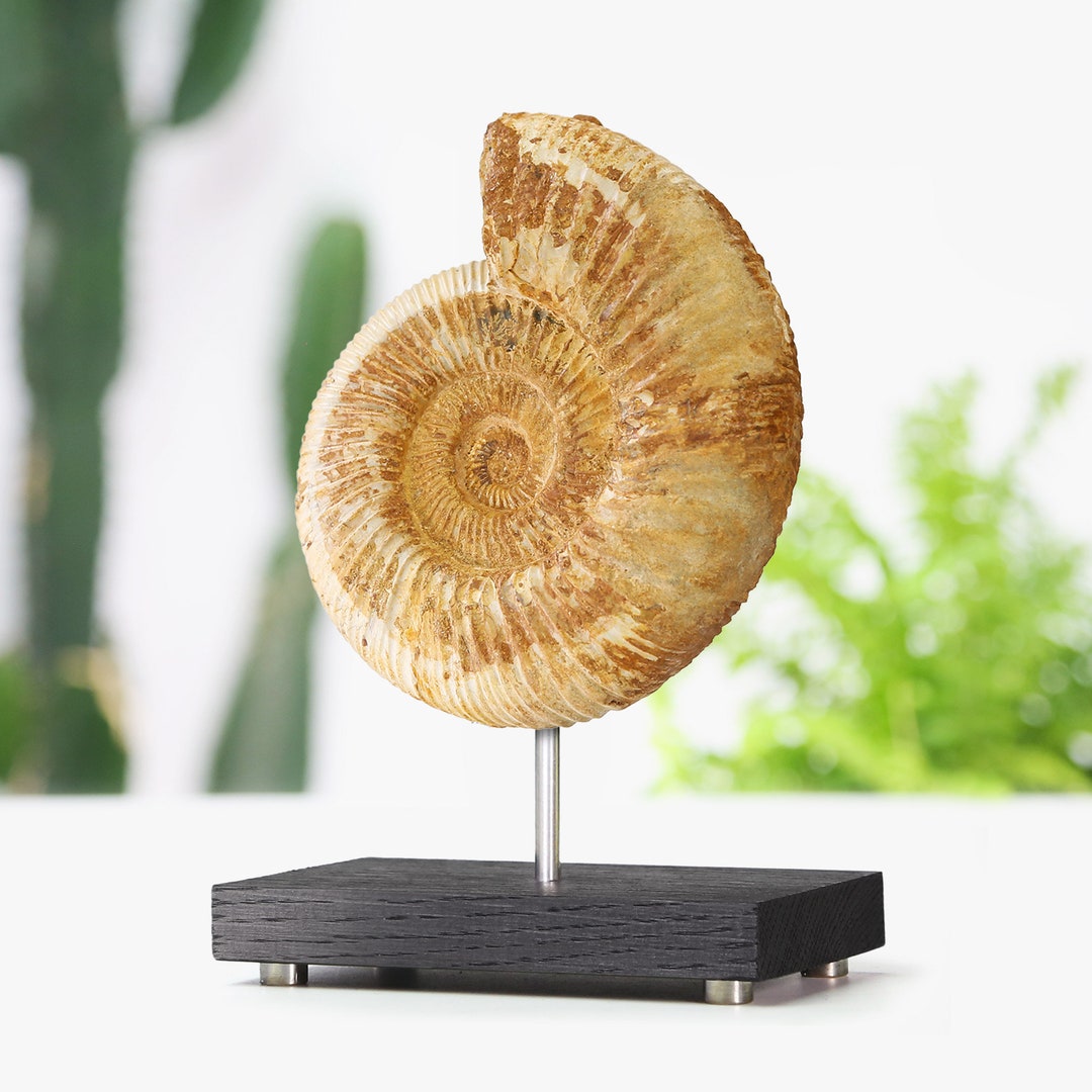 Limestone Ammonite Bespoke Solid Oak Stand Real Authentic Dinosaur ...