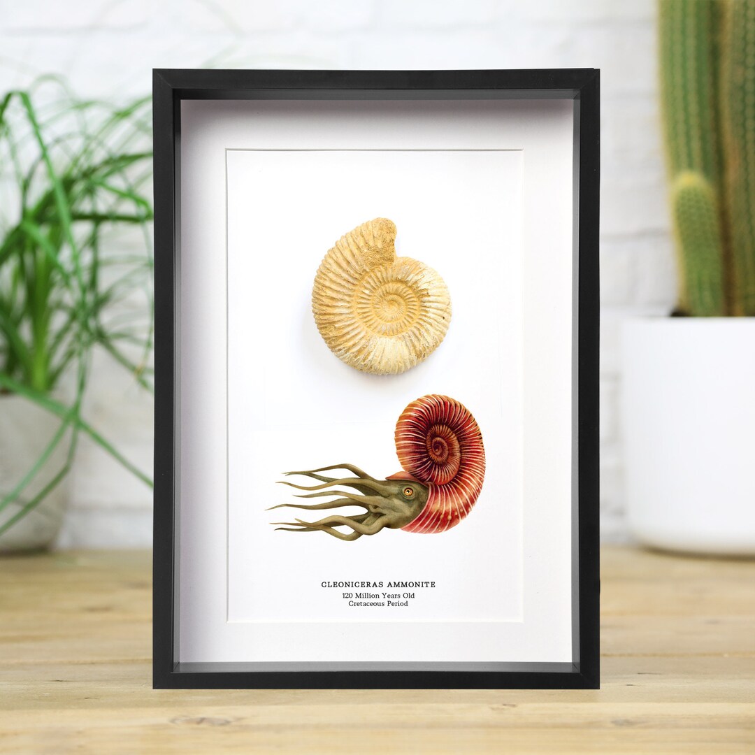 Cleoniceras Ammonite Fossil 120 Million Years Old Museum Quality Frame ...